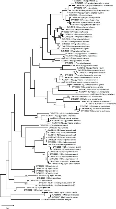 Maximum Likelihood Ml Tree Inferred Using The Kimura 2 Parameter
