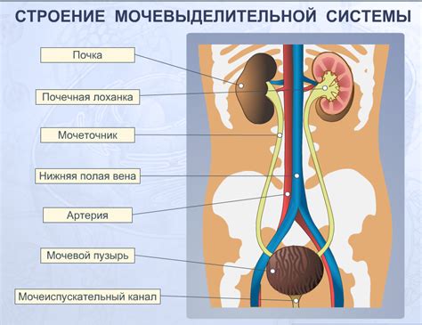 Інфекції сечовивідних шляхів симптоми і лікування Бережіть здоровя
