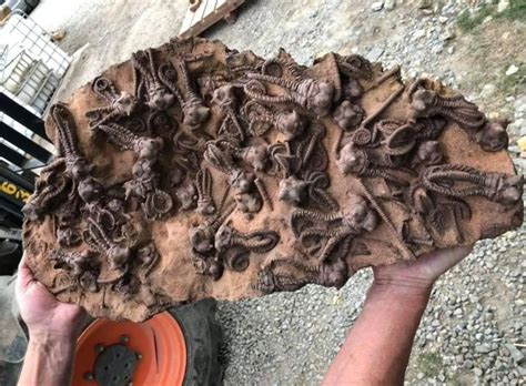 Weirdest Fossil Ever Found Rare Jimbacrinus Crinoid Fossils Discovered In Western Australia