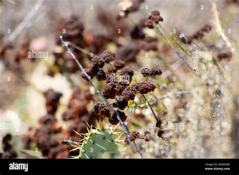 Brown Seed Pods On Cactus Plant Stock Photo Alamy