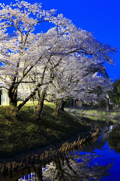 蒼花想溢 GANREF