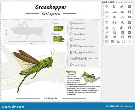 Grasshopper Infographic Template Stock Vector Illustration Of Sketch