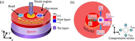 A Schematic Diagram Of A Skyrmion Based Stno With Strain Applied In Download Scientific