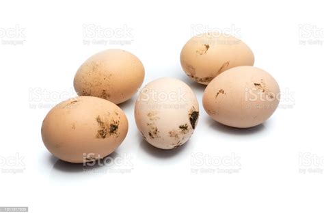 더러운 닭의 달걀 흰색 배경 그림자 및 반사 국내 가금류와 건강 식품에 공간 증가 대 한 개체를 이동 하 고 텍스트에 대 한 장소를 만들 달걀에 대한 스톡 사진 및 기타