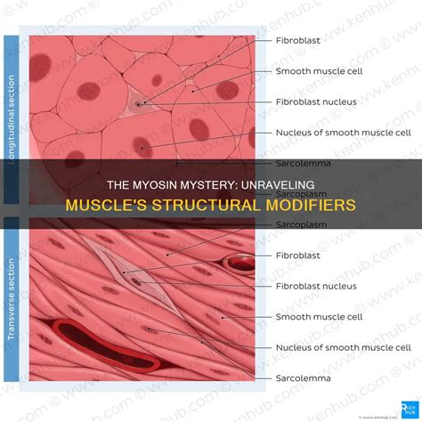 The Myosin Mystery Unraveling Muscles Structural Modifiers Cyvigor