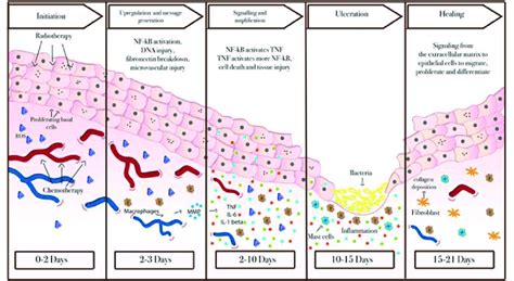 Mucositis Pathophysiology