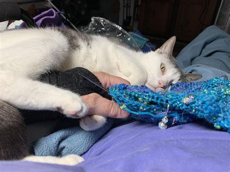 Knitting Halted For Belly Rub Break Rkitting
