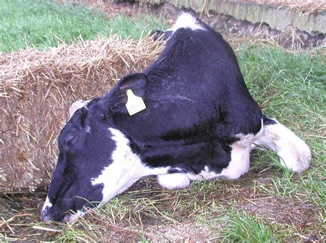 Botulism In A Dairy Herd Llm Farm Vets