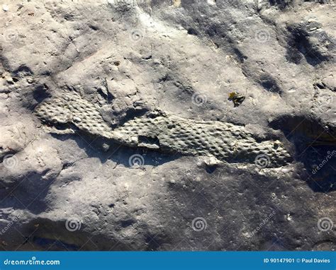 Ancient Tree Root Stock Image Image Of Geology Palaeosol 90147901