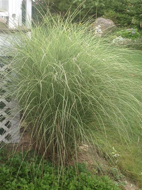 52 Best Oriental Grasses Images On Pinterest