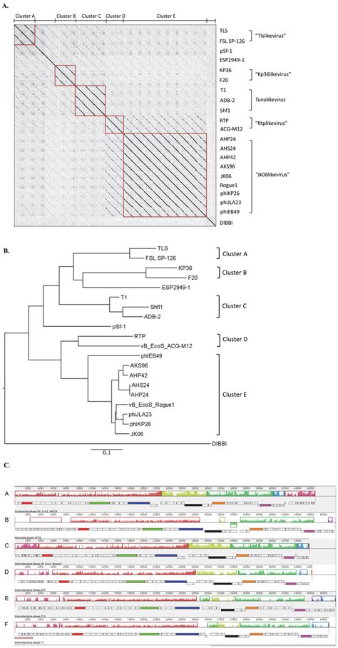 Comparative Genomic Analysis Of The 21 Known T1 Like Phages A Dot
