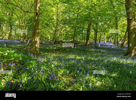 Bluebell Woods With Sun Light In Front Streaming Through Branches And