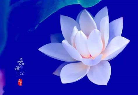 古筝云水禅心身如清泉洗涤心若莲花灿开