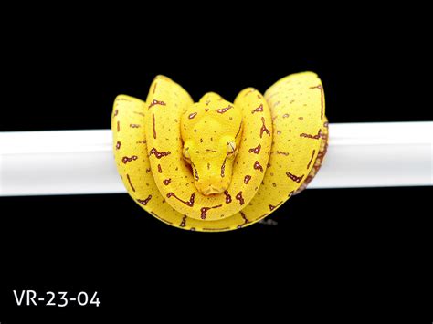 Green Tree Python Breeding Projects Viridispython Green Tree Python Breeding Projects Viridispython