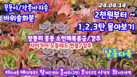 남동다육42천짤부터 묵둥이가격넘 착하네요123탄 한자리에서 모두보기 Youtube