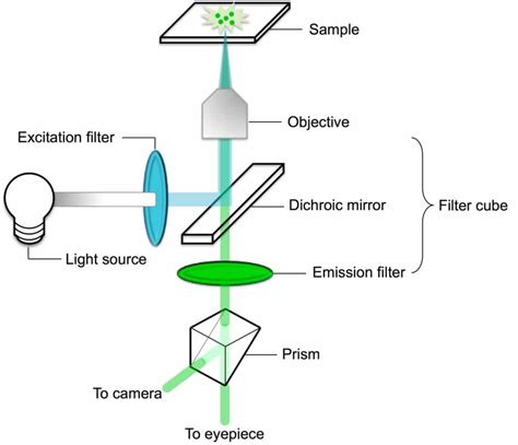 Fluorescence Microscopy What It Is And How Does It Work Optical Filter Fluorescence Filter