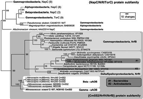Unrooted Most Parsimonious Phylogenetic Tree Constructed From 56 Download Scientific Diagram