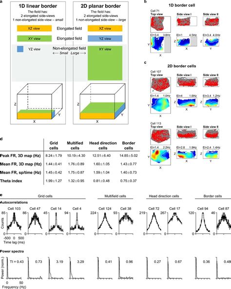 Border Cells And Firing Characteristics Of The Various Cell