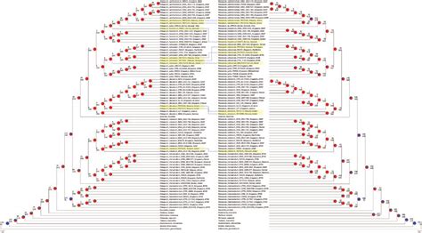 Coalescent Based Species Trees From 261 From The Angiosperm 353 Set