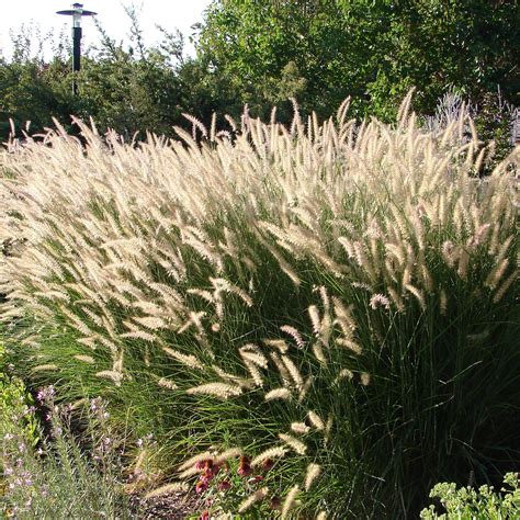 Pennisetum Alopecuroides