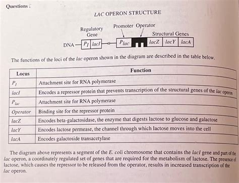 Solved Questions Lac Operon Structure The Functions Of The