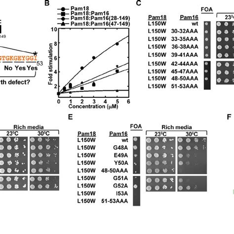 Characterization Of The Pam Arm A Schematic Representation Of Download Scientific