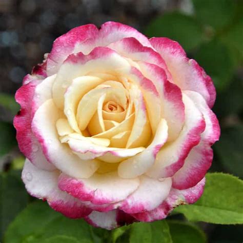 How To Grow White Rose With Pink Tips