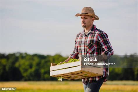 모자를 쓴 농부가 현장에서 채소와 함께 상자를 들고 있다 40 44세에 대한 스톡 사진 및 기타 이미지 40 44세 건강한 생활방식 건강한 식생활 Istock
