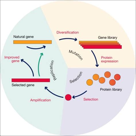 Directed Evolution Of Enzymes Macmillan Group