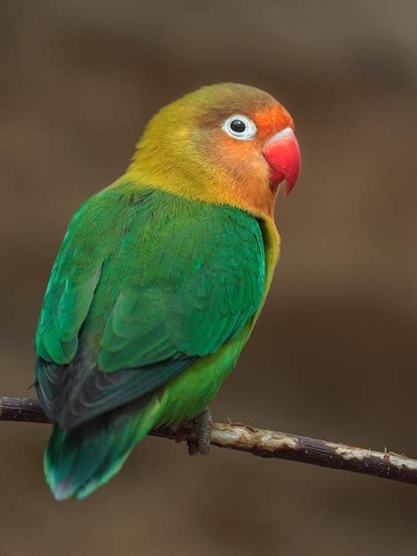 Premium Photo Fischers Lovebird