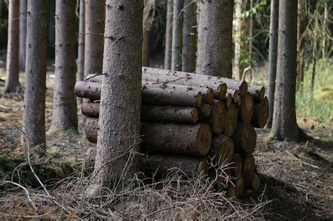 Premium Photo Stack Of Tree Trunk In Forest