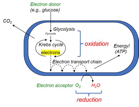 The Role Of Microbial Diversity In Microbial Electrosynthesis