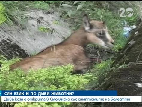 „Син език” плъзна и по дивите животни в Смолянско Nova