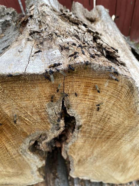 The Dangers Of Carpenter Ants Ecotek