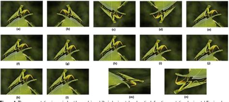 Figure 1 From Large Scale Insect Detection With Fine Tuning Yolox Semantic Scholar