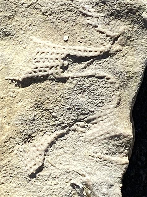 What Is This R Fossilid