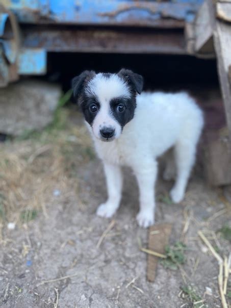 Помогите найти дом Очередной недочеловек выкинул малышку к мусорным бакам ВКонтакте