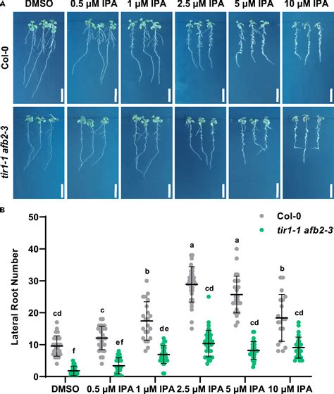 Indole 3 Propionic Acid Regulates Lateral Root Development By Targeting Auxin Signaling In