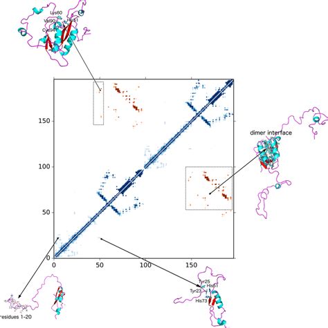 Contact Map Representing The Monomer Dimer Equilibrium Of E7 Inter Download Scientific