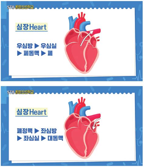 선 문화 건강정보 인체의 순환 시스템 폐와 심장 혈관을 통해 산소를 공급하는 장기의 역할 증산도 월간개벽