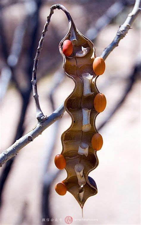 144 Best Strange Fruit And Seed Pods Images In 2020 Seed Pods Strange Fruit Planting Flowers