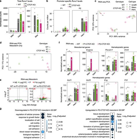 Runx1 Spatiotemporal Expression Is Slightly Altered After Loss Of
