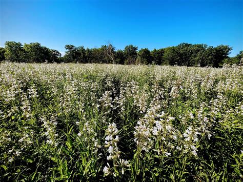 Tallgrass Prairie Center Added Tallgrass Prairie Center