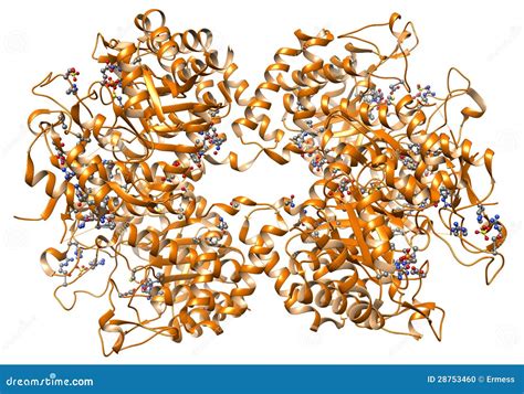 Eiwit Structuur Stock Illustratie Illustration Of Elementen 28753460