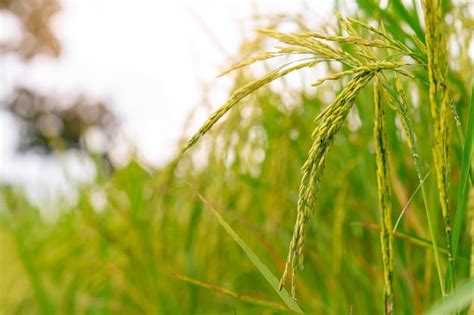 Premium Photo Selective Focus On Ear Of Rice Green Paddy Field Rice