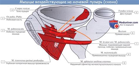 Анатомия: Мочевой пузырь. Стенки мочевого пузыря