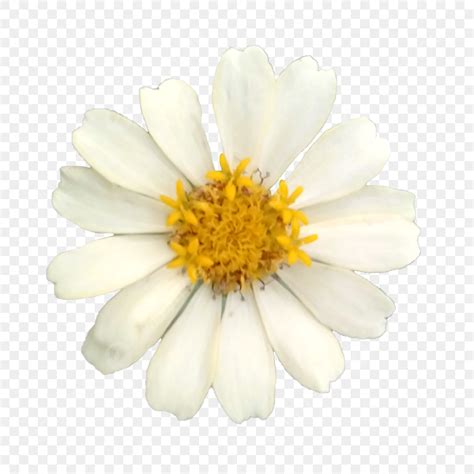 꽃 투명 배경 핑크 꽃 분기 그림 투명 배경