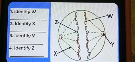 1 Identify W 2 Identify X 3 Identify Y 4 Studyx