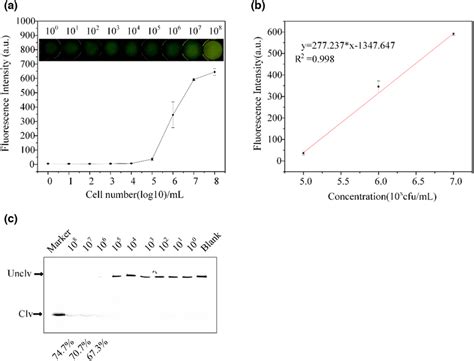 Sensitivity Detection Of Dvc1 A Fluorescence Values At Different