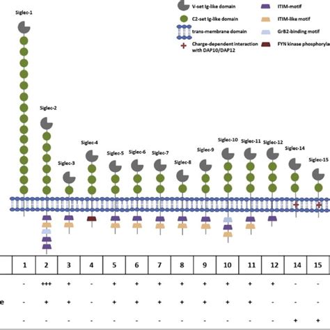 Multiple Alignments Of The V Set Domain Of Cd33 And Siglec 4 Sequences